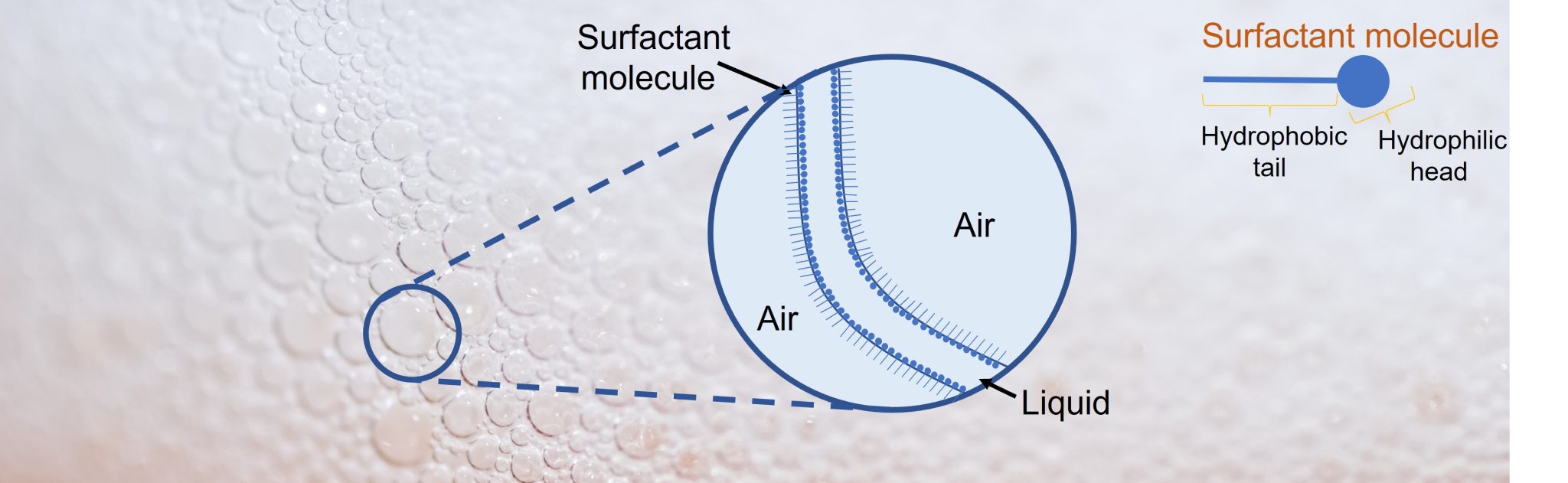 Quantifying the Foamability of Aquafaba and Egg White - Rheology Lab